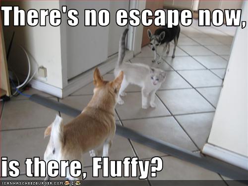 I Has A Hotdog - Dog Pictures - Funny pictures of dogs - Dog Memes ...