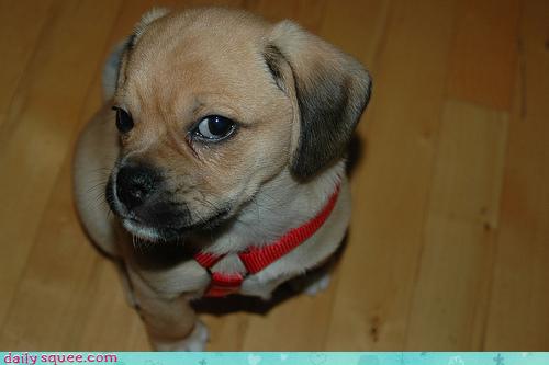 Daily Squee - Cute Animals - Cute Baby Animals - Cute Animal Pictures ...