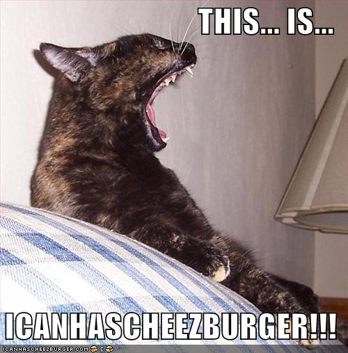 THIS... IS... ICANHASCHEEZBURGER!!! - Lolcats - lol | cat memes | funny ...