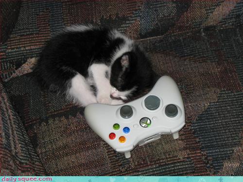 Daily Squee - Cute Animals - Cute Baby Animals - Cute Animal Pictures ...