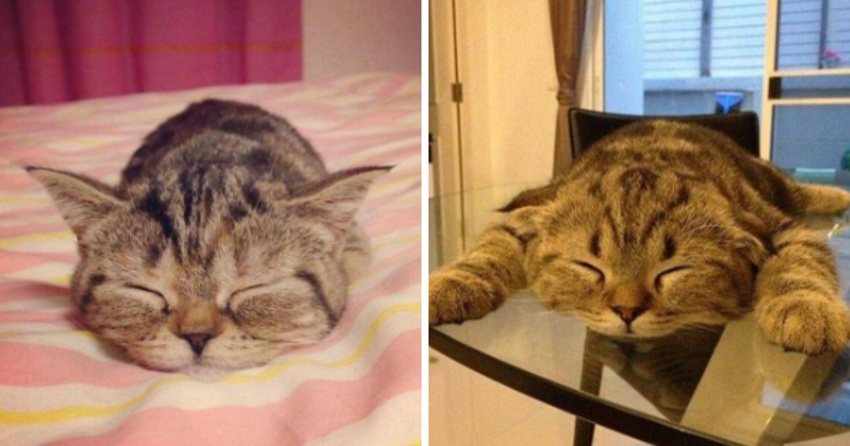 31 Purrfectly Precious Sleepy Cats All Set For A Day Of Pawsitively ...