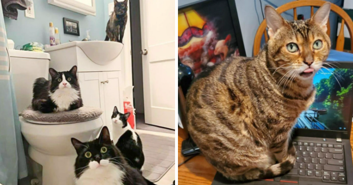 31 Cute Crafty Cats Who Have Hissterically Mastered The Art Of ...