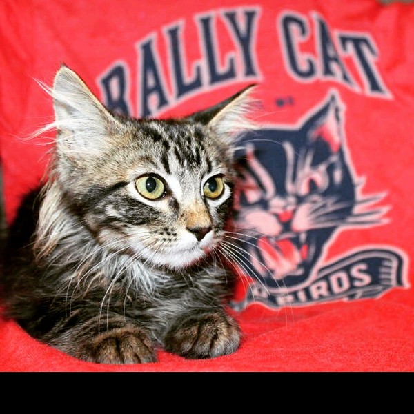 The "Rally Cat" That Ran Through a Major Baseball Game Now in an ...