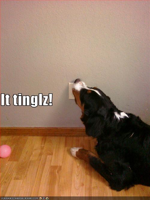 I Has A Hotdog - australian shepherd - Page 5 - Funny Dog Pictures ...