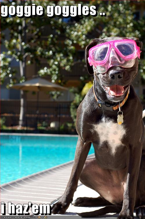 goggie goggles .. i haz'em - I Has A Hotdog - Dog Pictures - Funny ...
