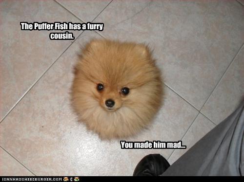 I Has A Hotdog - puffy - Funny Dog Pictures | Dog Memes | Puppy ...