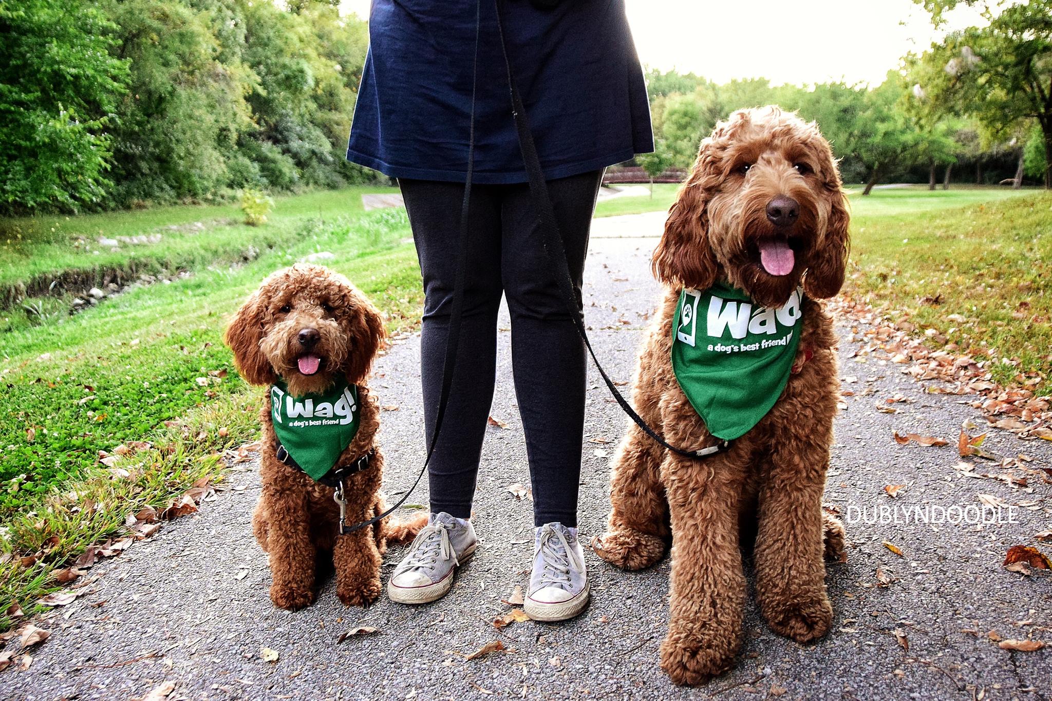 Introducing The New On-Demand Dog Walking Service App, Wag! - I Can Has ...