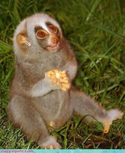 Daily Squee - Slow Loris - Cute Animals in the Cutest Pictures Ever and ...