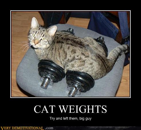 Very Demotivational - cat - Page 4 - Very Demotivational Posters ...
