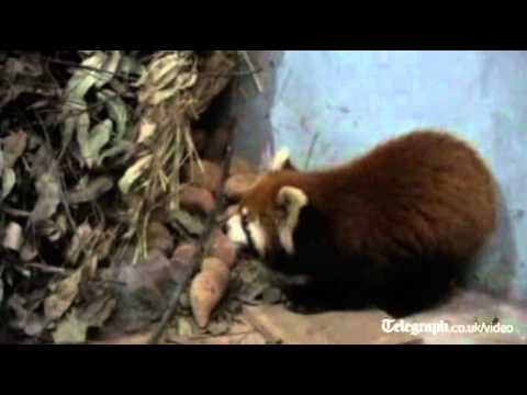 VIDEO: Surprise Red Panda Houseguest - I Can Has Cheezburger?