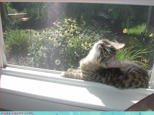 Daily Squee - Cute Animals - Cute Baby Animals - Cute Animal Pictures ...