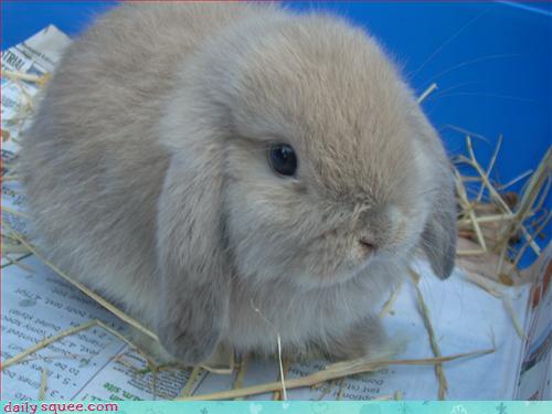 Daily Squee - Cute Animals - Cute Baby Animals - Cute Animal Pictures ...