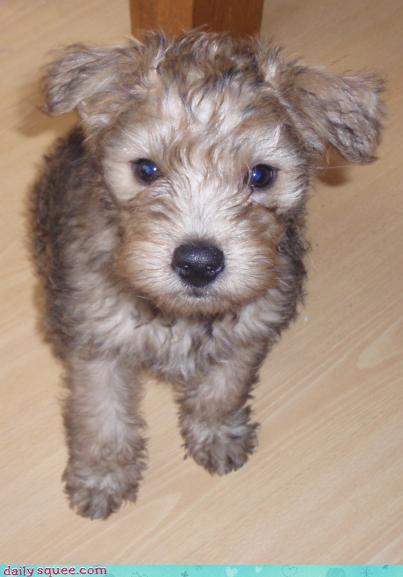 Daily Squee - Cute Animals - Cute Baby Animals - Cute Animal Pictures ...