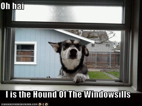 I Has A Hotdog - Dog Pictures - Funny pictures of dogs - Dog Memes ...