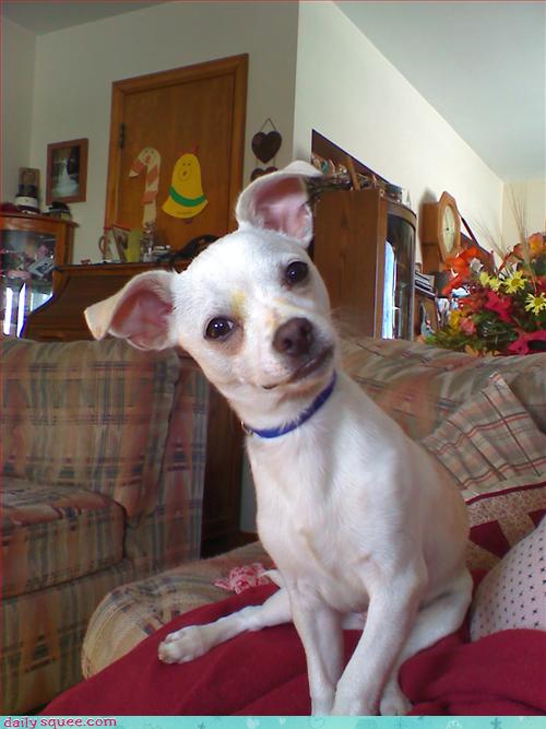 Daily Squee - Cute Animals - Cute Baby Animals - Cute Animal Pictures ...