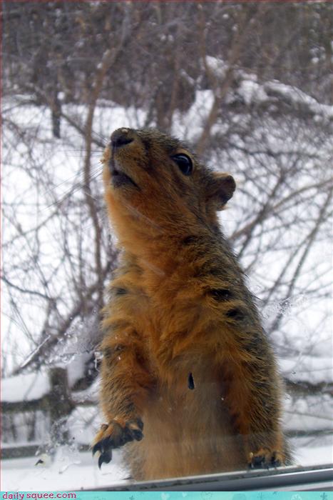 Daily Squee - Cute Animals - Cute Baby Animals - Cute Animal Pictures ...