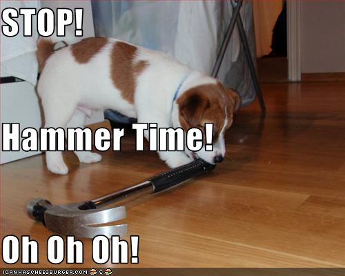 Hammer Time - I Has A Hotdog - Dog Pictures - Funny pictures of dogs ...