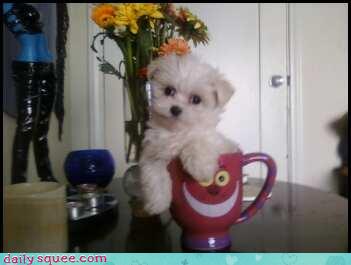 Daily Squee - Cute Animals - Cute Baby Animals - Cute Animal Pictures ...