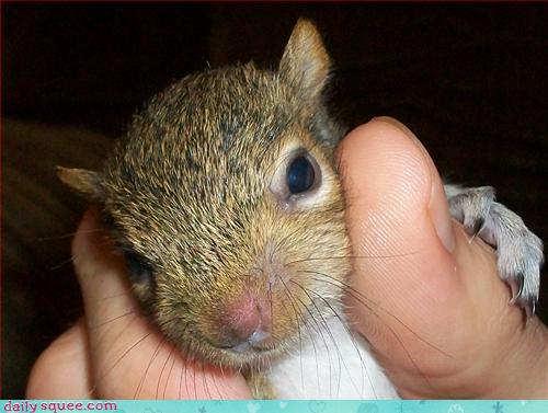 Daily Squee - Cute Animals - Cute Baby Animals - Cute Animal Pictures ...