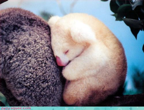 Daily Squee - Cute Animals - Cute Baby Animals - Cute Animal Pictures ...