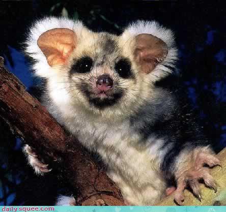 Daily Squee - Cute Animals - Cute Baby Animals - Cute Animal Pictures ...