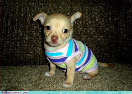 Daily Squee - Cute Animals - Cute Baby Animals - Cute Animal Pictures ...