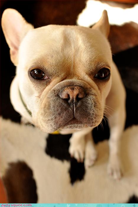 Daily Squee - Cute Animals - Cute Baby Animals - Cute Animal Pictures ...