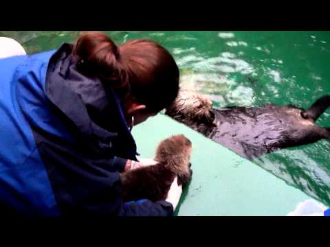 VIDEO: Seattle Aquarium's Newest Otter Pup Receives First Vet Exam - I ...
