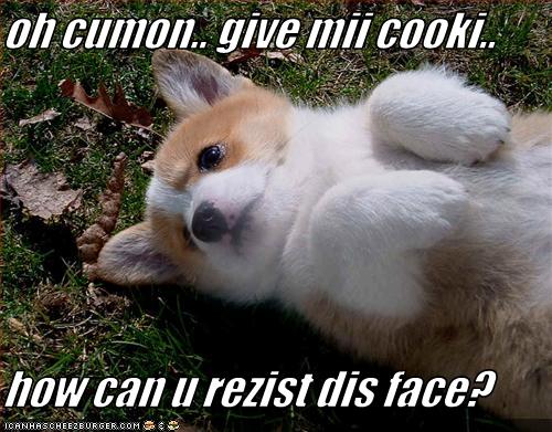 Begging Corgi
