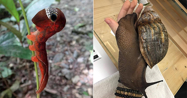 La belleza está en la naturaleza. Colección de insectos raros - Loquillo