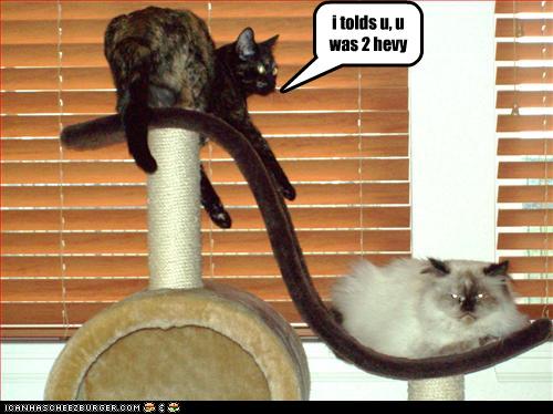 I Can Has Cheezburger?