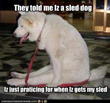 I Has A Hotdog - sled dog - Page 2 - Funny Dog Pictures | Dog Memes ...