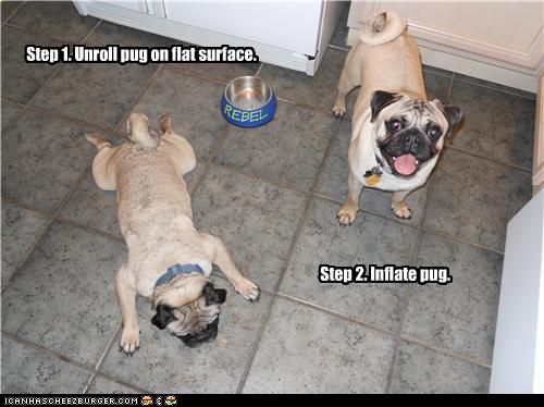I Has A Hotdog - Dog Pictures - Funny pictures of dogs - Dog Memes ...