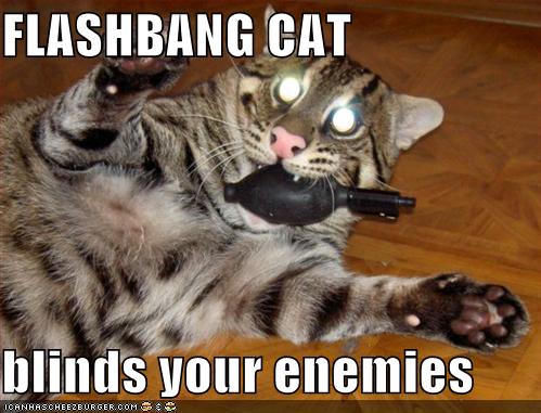 FLASHBANG CAT blinds your enemies - Cheezburger - Funny Memes | Funny ...