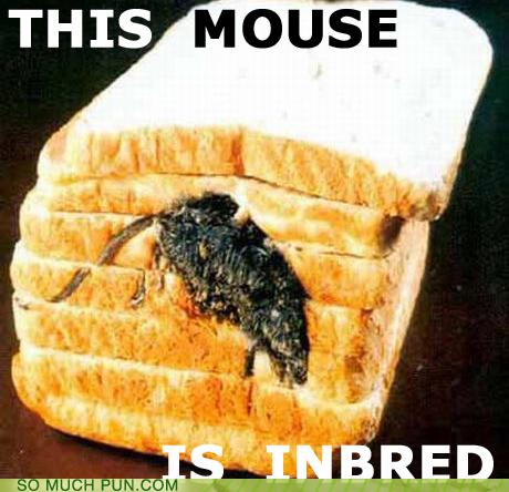 Puns - mouse - Funny Puns - Pun Pictures - Cheezburger