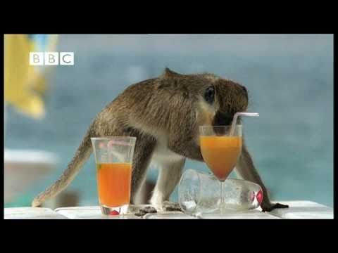 Crunk Critters: Monkey, We've Gotta Talk. You Have a Problem. - After ...
