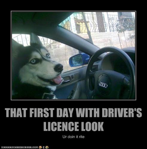 I Has A Hotdog - Dog Pictures - Funny pictures of dogs - Dog Memes ...