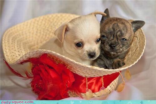 Daily Squee - Cute Animals - Cute Baby Animals - Cute Animal Pictures ...