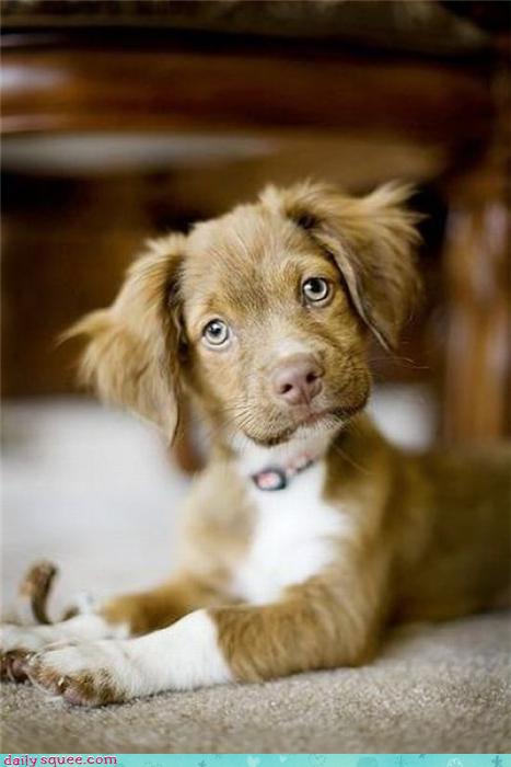 Daily Squee - Cute Animals - Cute Baby Animals - Cute Animal Pictures ...