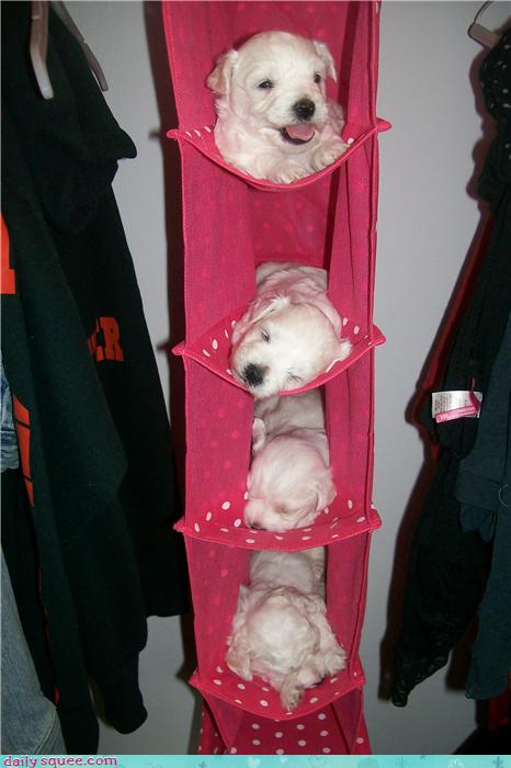 Daily Squee - Cute Animals - Cute Baby Animals - Cute Animal Pictures ...