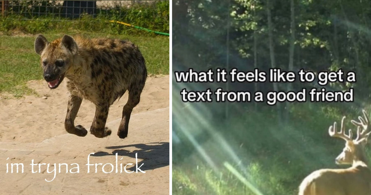 20 Wacky Animal Posts For Your Sunday Sillies - Animal Comedy - Animal ...