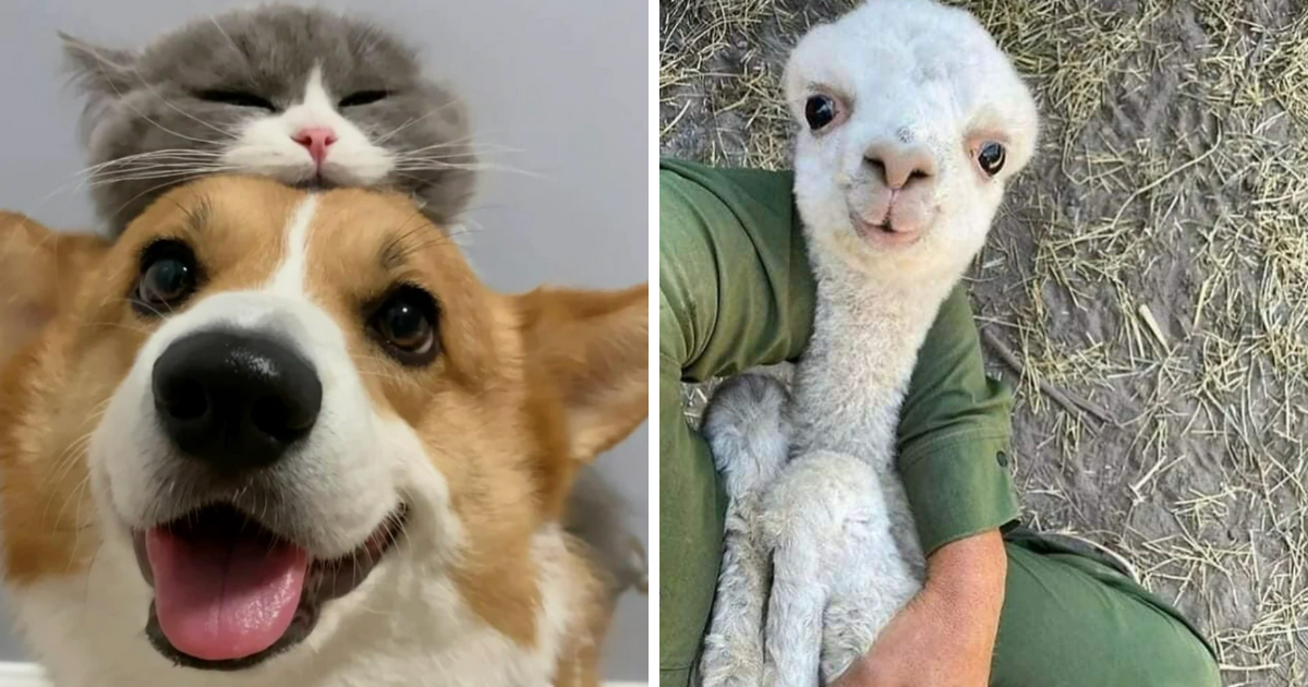 27 Captivating Cute Creatures Creating Cheery Charming Cuteness ...