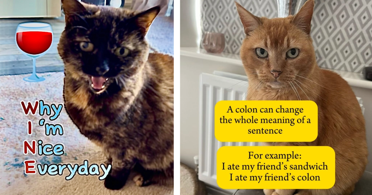 Sassy Cat Quotes For Fur Baby Pawrents In Need Of Feline Funnies - I ...