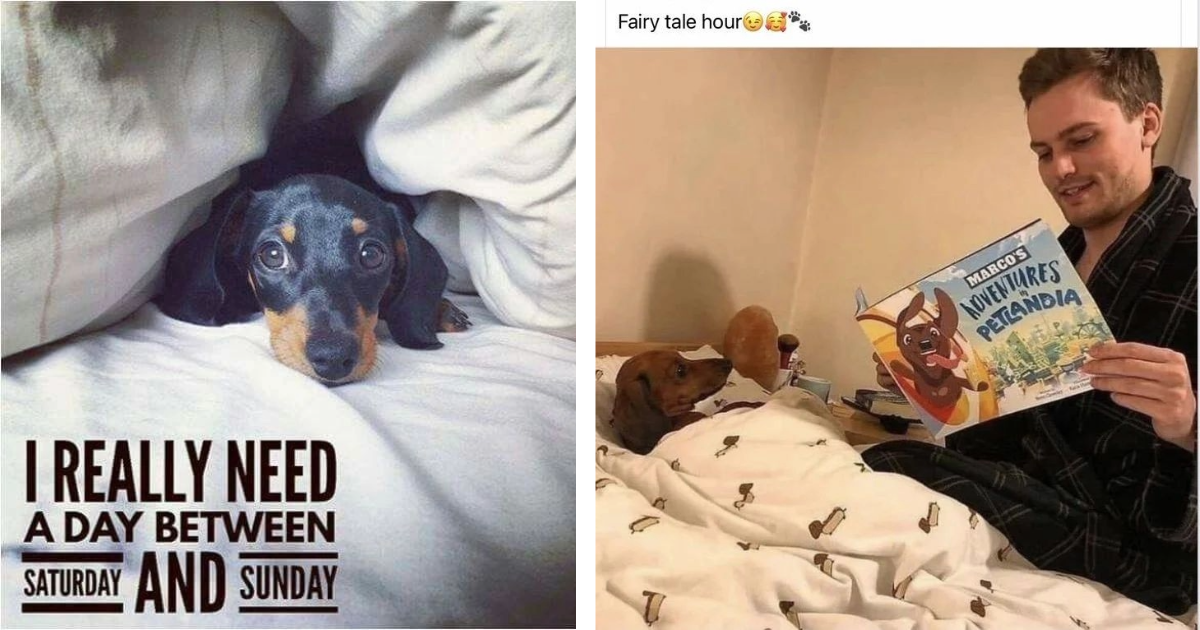 25 Pawdorable Dachshund Dog Posts To Melt Your Hardworking Heart ...