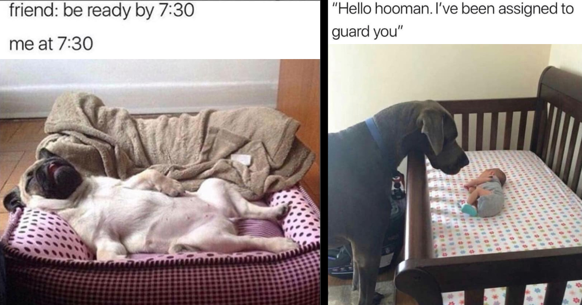 32 Mood-Lifting Doggo Memes For A Better Day (June 4, 2024) - Animal ...