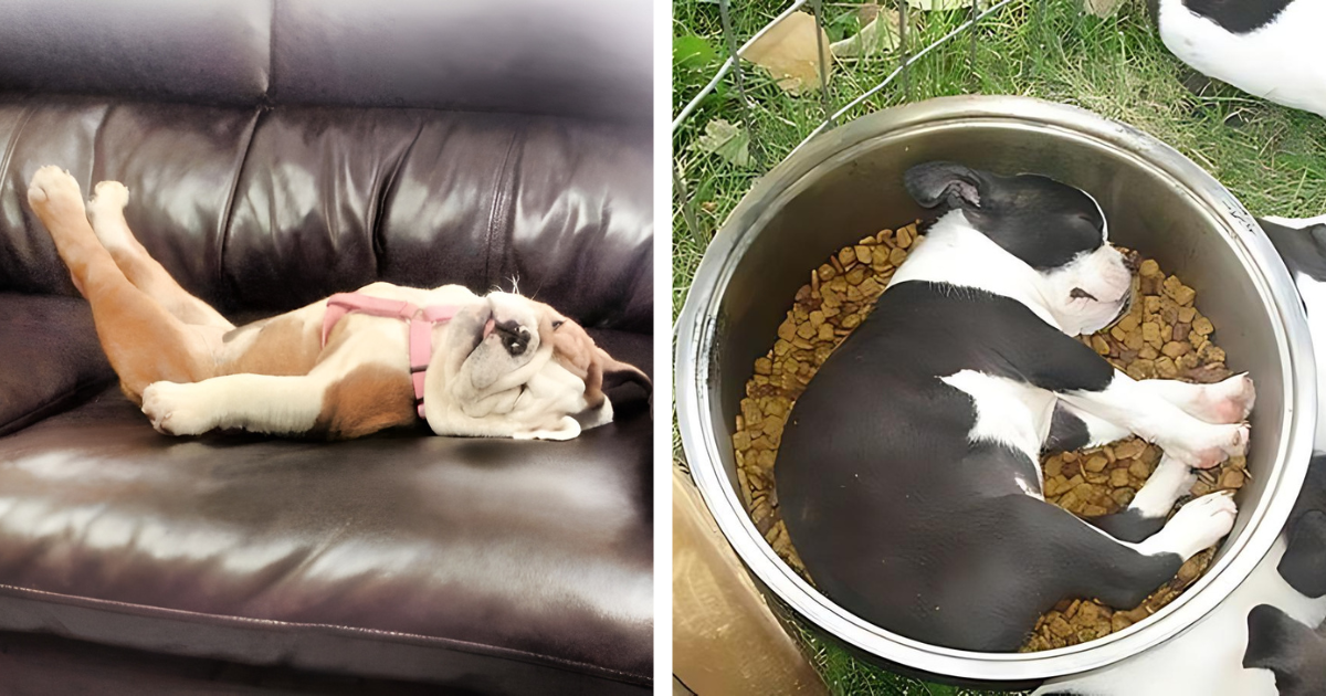 30 Cute Canine Cuddle Bugs Caught Napping in the Most Howlarious Poses ...