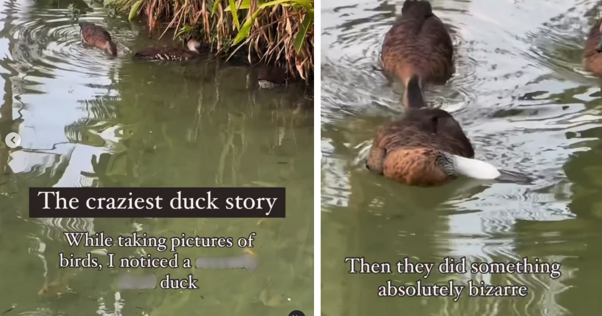 Flock of Ducks Turn to Hoomans for Help after Finding Their Feathery ...
