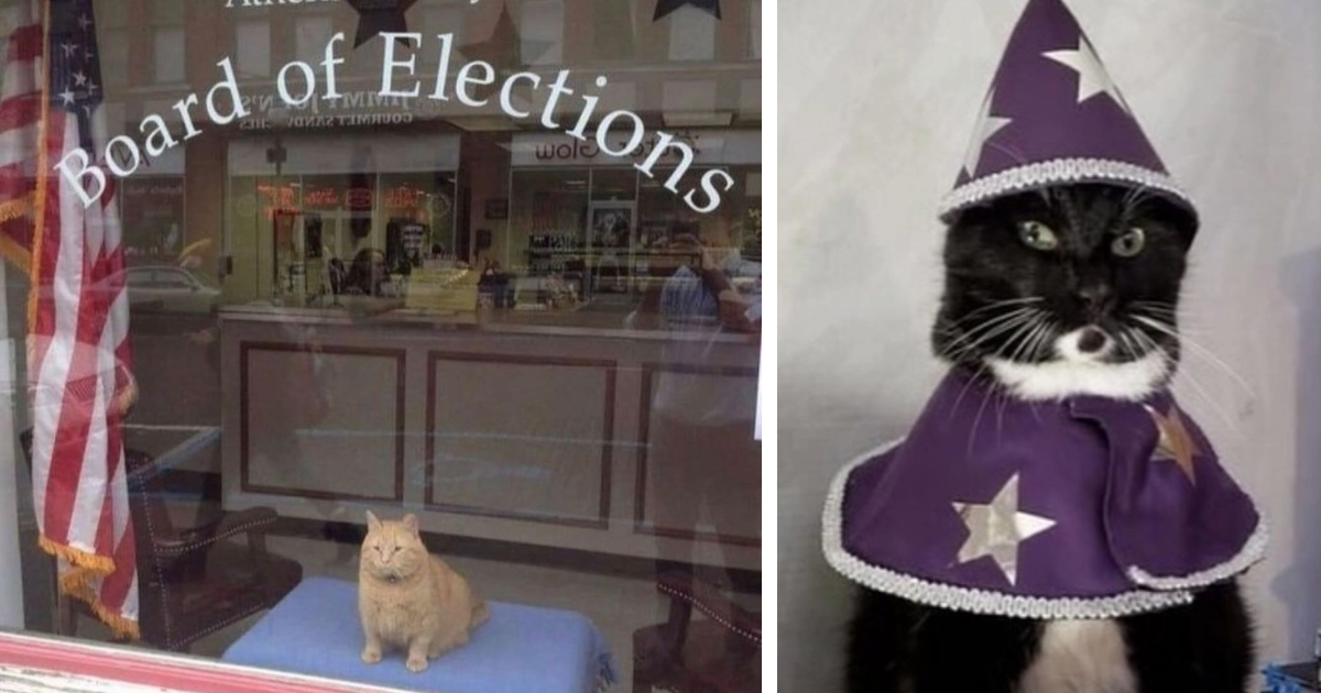 20 Intimidating Posts Of Clawminal Cats For Tiny Terror Tuesday - I Can ...