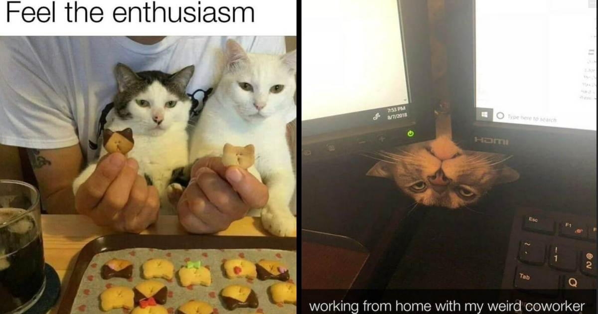 25 Purrfectly Playful Feline Fun Memes For A Fabulously Furry Start To ...