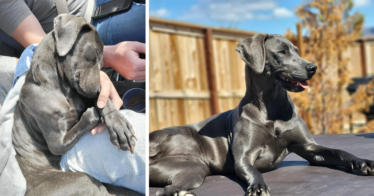 26 Adorable Pictures Capturing The Pawfect Transformations Dogs Go Through Before And After ...